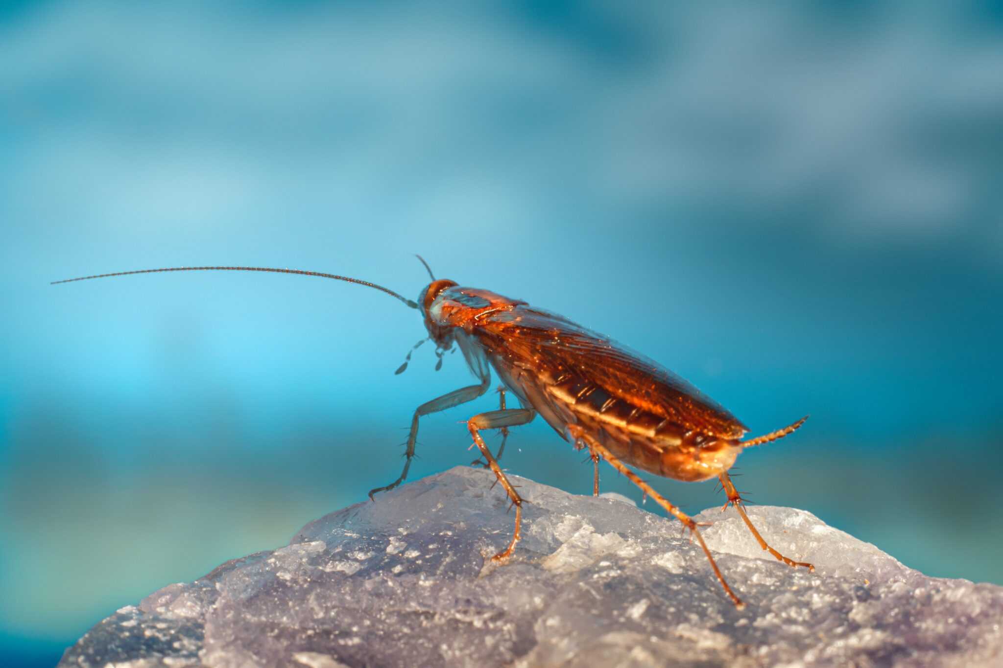 Get rid of American cockroaches effectively with these tips