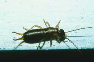 Earwig Attractants in Your Garden and How to Avoid Them - EcoGen Pest ...