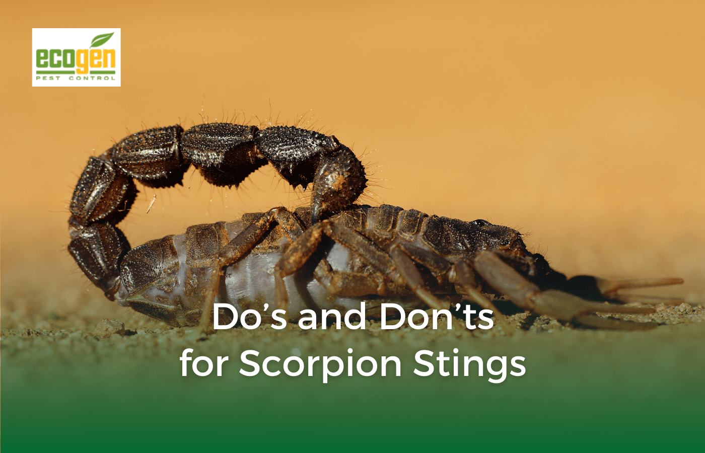 Do's and Don'ts for Scorpion Stings - EcoGen Pest Control