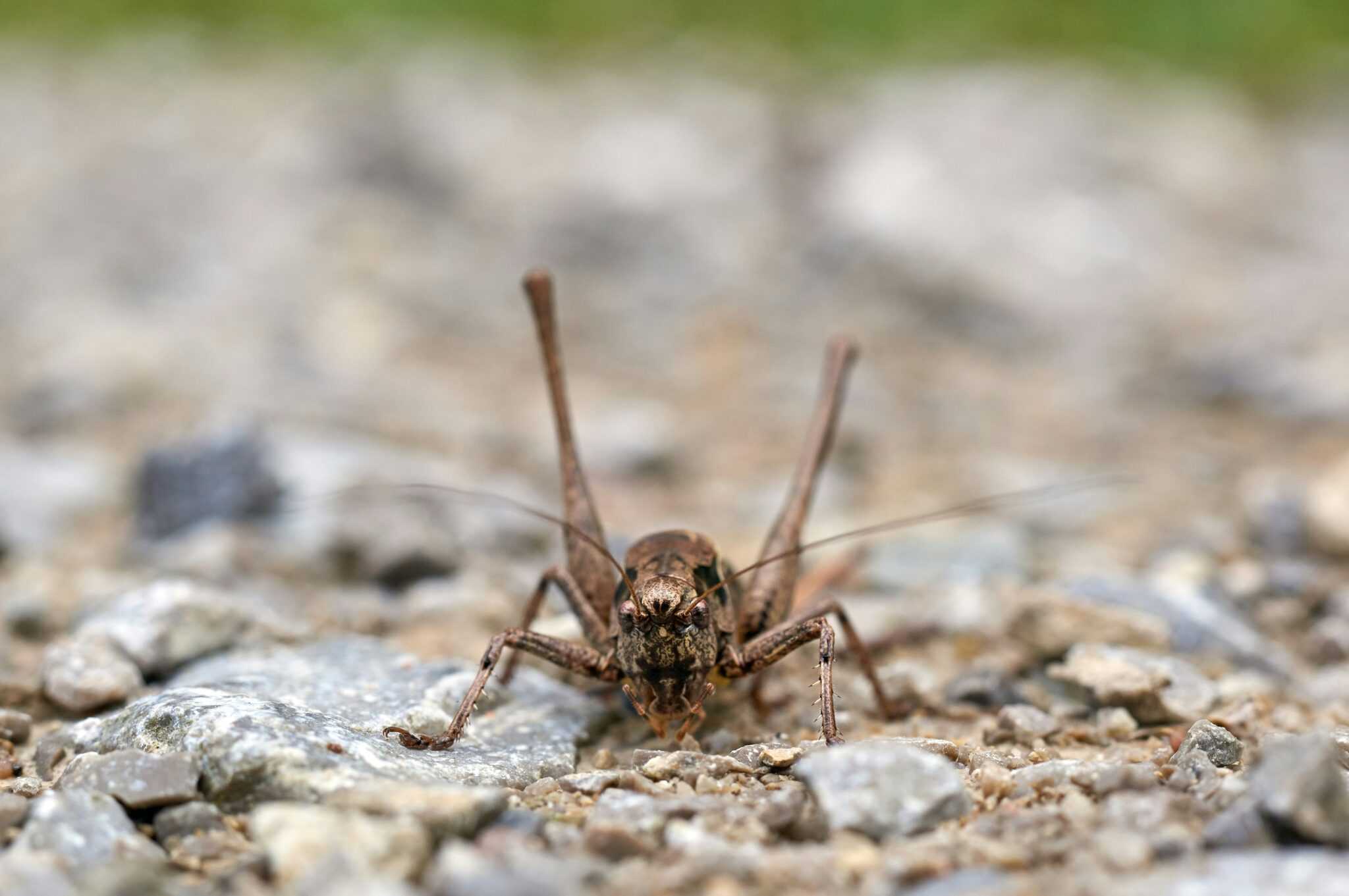 Do Crickets Cause Any Damages? - EcoGen Pest Control