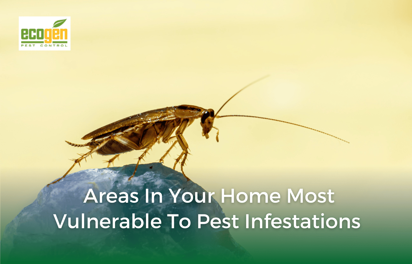 Pest Control Las Vegas NV | EcoGen Pest Control