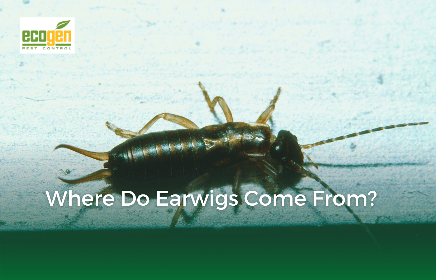 Where Do Earwigs Come From? - EcoGen Pest Control