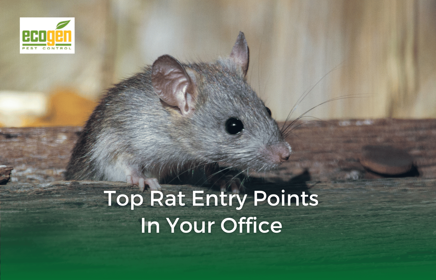 Top Rat Entry Points in Your Office - EcoGen Pest Control